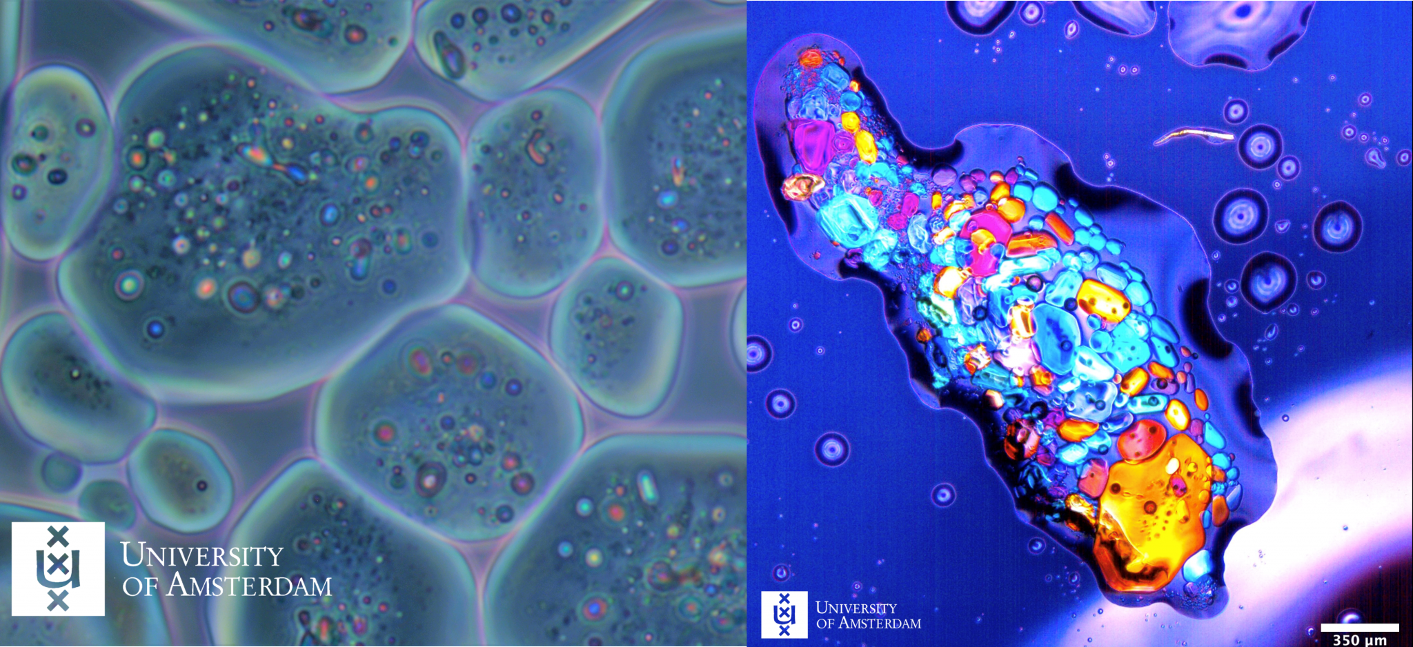 Softness of hydrated salt crystals under deliquescence – Soft Matter Group
